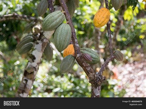 Cocoa Tree Cocoa Pods Image Photo Free Trial Bigstock