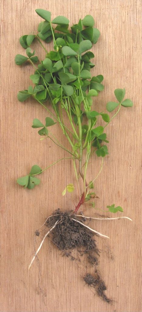 Oxalis Clover Good Luck Plant Lucky Clover Oxalis Shamrock