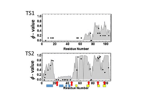 Calculated And Observed φ Values At The Two Transition States Ts1 And
