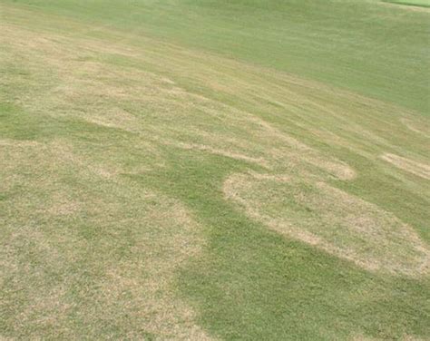 Megagrass Dont Leave It A Lawn Common Lawn Diseases Lurking In Your Yard