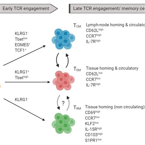 Markers Of Memory T Cell Subsets And Their Precursors Terminally Markers Of Memory T Cell Subsets And Their Precursors Terminally