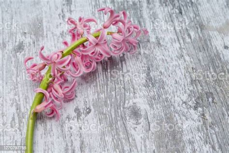 히아신스의 분홍색 부드러운 꽃은 거친 나무 표면에 누워있다 어머니의 날을 위한 선물 홈 식물 개념 0명에 대한 스톡 사진 및 기타 이미지 Istock