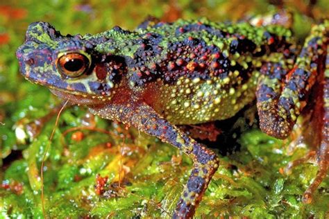 Rainbow Toad Is Rediscovered Conservation Articles And Blogs Cj