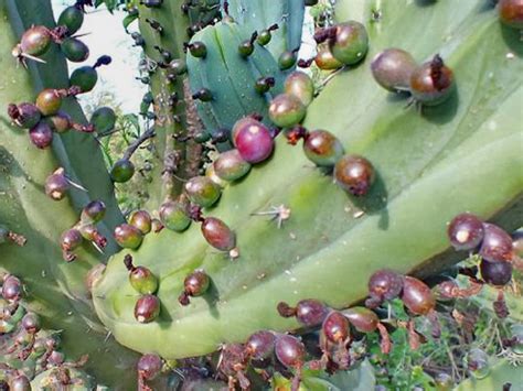 Myrtillocactus Geometrizans Fruit