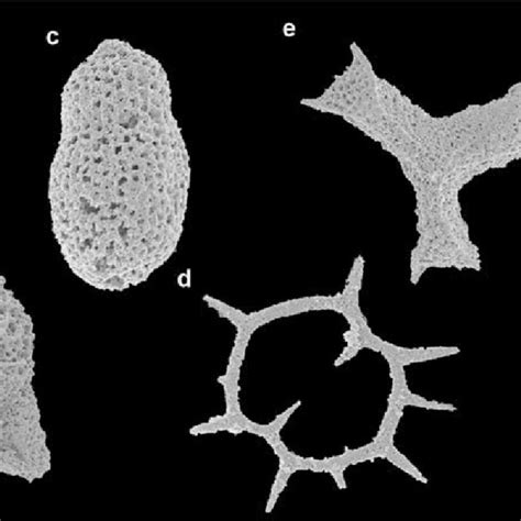Pdf Marine Microfossils