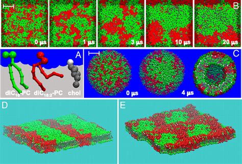 The Molecular Face Of Lipid Rafts In Model Membranes PNAS