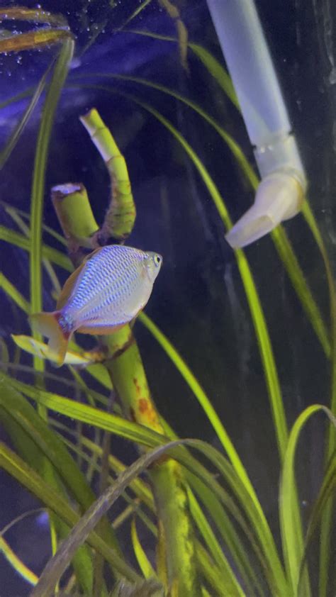 Neon Rainbow Tail Issue Raquariums