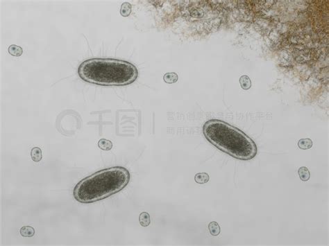 大肠杆菌免抠元素 显微镜下观察大肠杆菌、大肠杆菌、单核细胞增生李斯特氏菌 素材免费下载 626像素 格式 编号69078567 千图网