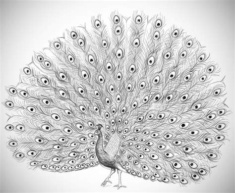 Latest Illustrator Tutorials To Improve Yore Illustrator Art Tips