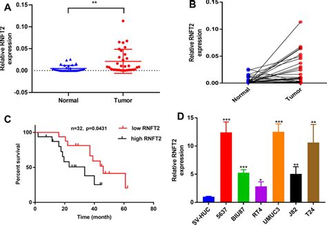 Rnft2 Was Up Regulated In Bca Tissues And Cell Lines And Positively