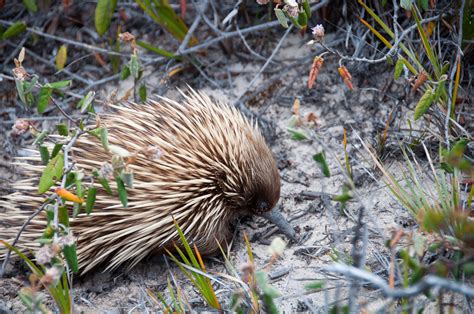 Definitive Guide To Short Beaked Echidna Facts Habitat Conservation
