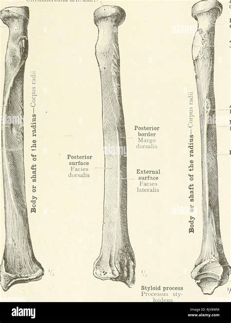 Styloid Process Of Tibia
