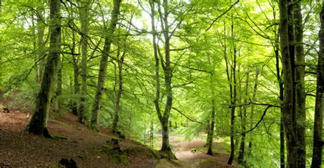 Tree Preservation Orders Bowling And Co Solicitors