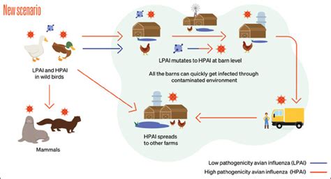 Avian Influenza In Birds Insights From A Comprehensive Review Pmc