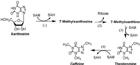 The Core Pathway” Of Caffeine Biosynthesis In Plants Enzymes 1 Download Scientific Diagram