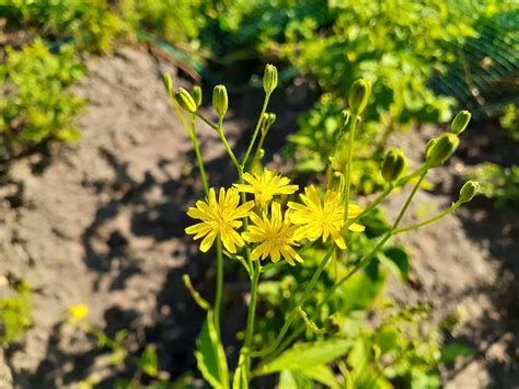Цветок сорняк с желтыми цветами 71 фото