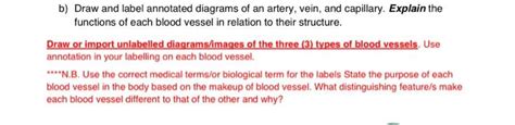 Solved B Draw And Label Annotated Diagrams Of An Artery