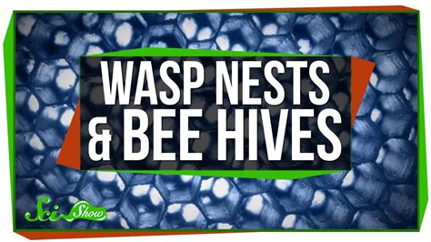 Underground Bee Hive Identifying And Safely Managing Ground Bees 2024