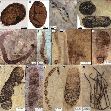 Representative Fossils From Meso Neoproterozoic Successions In The Download Scientific Diagram