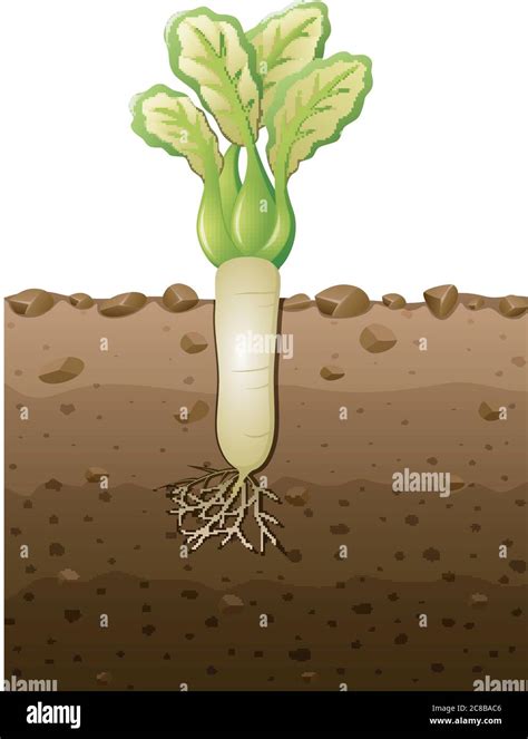 White Radish Plant With Roots Underground Illustration Stock Vector