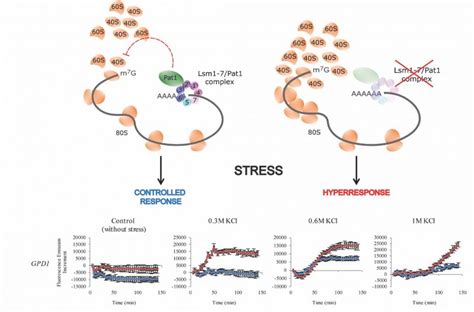 Exploring How An Rna Binding Protein Affects Stress Exposed Cells