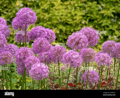 Beautiful Large Purple Allium Flowers In A Garden With A Green Hedge In