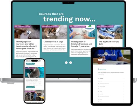 Guinea Pig Pododermatitis Bumblefoot Sore Hocks Veterinary Practice