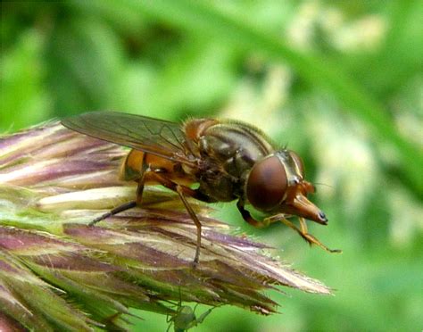 Insects Of Scotland Hoverflies Insects Of Scotland Hoverflies