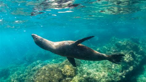 Sea Lion Marine Mammal Research Unit