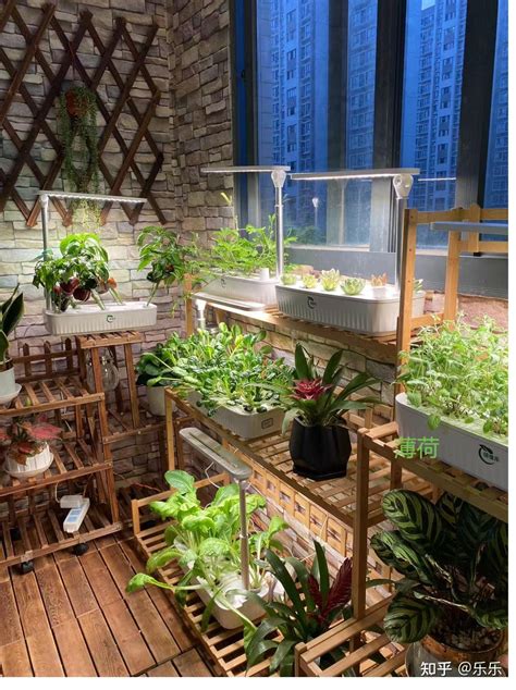 懒人在家也会养薄荷了 知乎