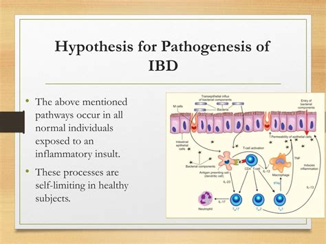Ppt Inflammatory Bowel Disease Epidemiology Etiology And Pathogenesis