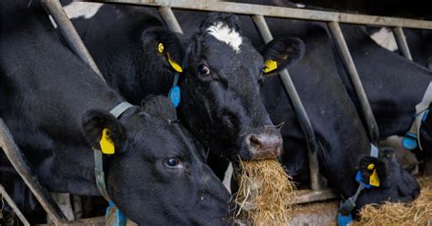 Metabolic Disorders Why Prevention Beats Cure Agritech
