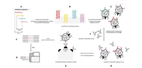 Endoscan Technology An Overview Modified From Xu Et Al 11 A In