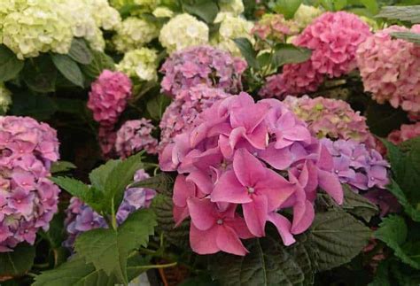 How To Grow Hydrangeas In Full Sun 5 Useful Tips Gardener Report