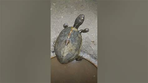 ছোট কচ্ছপের বাচ্চা। Shorts Youtube