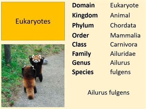 Biology Natural Selection Scheme Of Work Gcse Teaching Resources