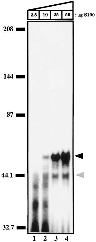 Concentration Dependent Rnp Complex Formation Autoradiogram Of Rna Gel
