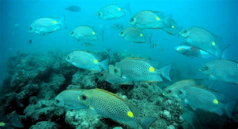 Neil Island Shaheed Dweep Travel De Andaman