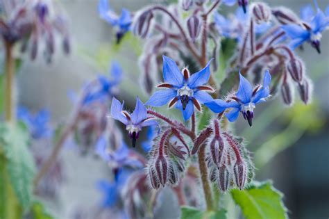 Seedlings Garden Borage 1kg Borage Seeds Garden Flower Seeds Herb