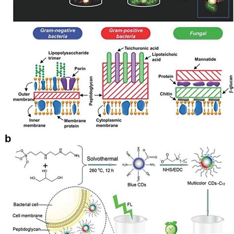 Preparation Of Bacteria‐based Living Probes By Genetic Engineering A
