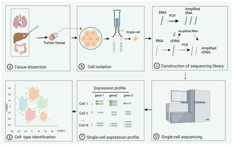 Single Cell Sequencing Service Mtoz Biolabs