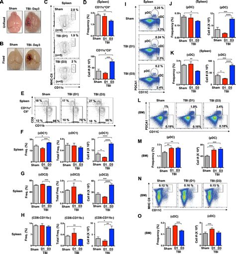 Tbi Leads To Altered Numbers And Distribution Of Dc Subsets At The