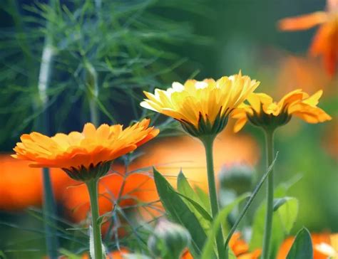 5 познати растения които ще предпазят градината от вредители Не всеки знае за това