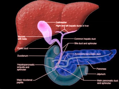 Figure Sphincter Of Oddi Anatomy Contributed By S Bhimji MD