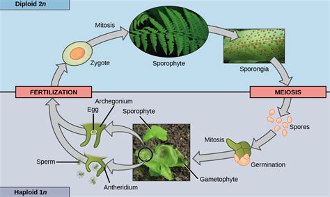 Fern Life Cycle Haploid Diploid