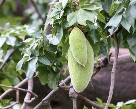 Adansonia digitata Images - Useful Tropical Plants