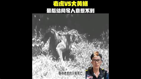 Tiger Vs Python 老虎 Vs 大蟒蛇 Shortvideo Python Tiger Prey Youtube