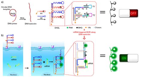 南京大学团队通过加速dna级联反应实现细胞中mrna的高效检测 X Mol资讯