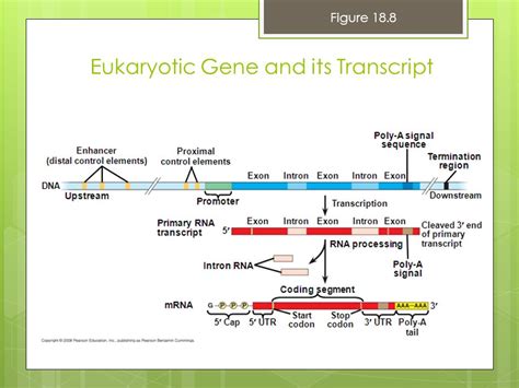 Regulation Of Gene Expression Ppt Download