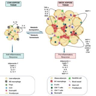 Schematic Representation Of The Cellular Dynamics Of Adipose Tissue